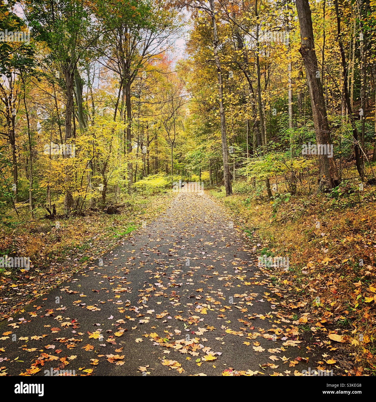 Fall foliage walk hi-res stock photography and images - Alamy