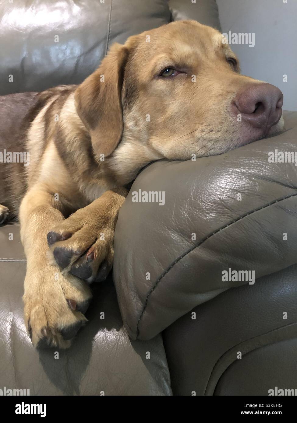 Are Shepradors Large Breed Dogs