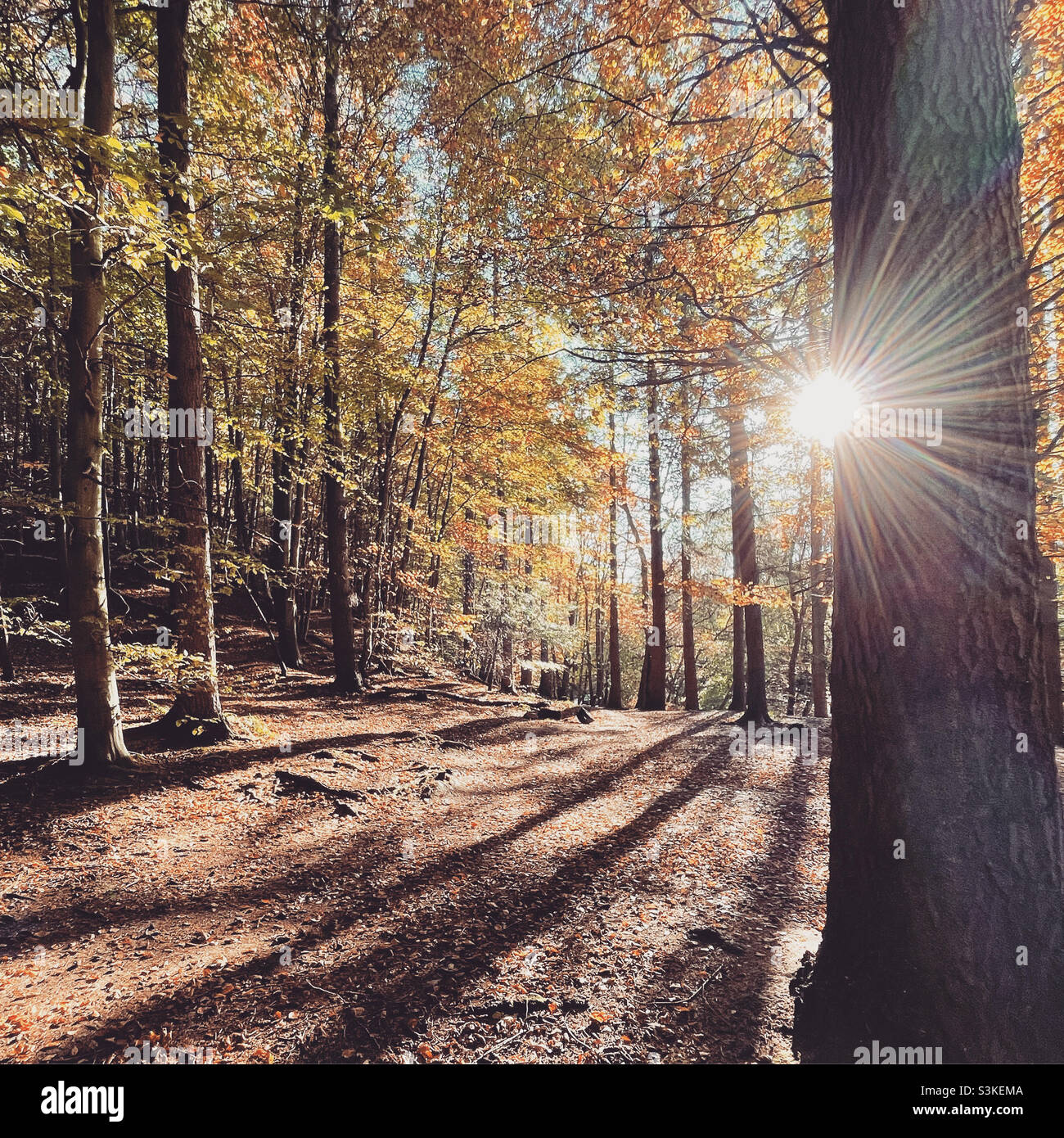 Sunshine in the woods hi-res stock photography and images - Alamy
