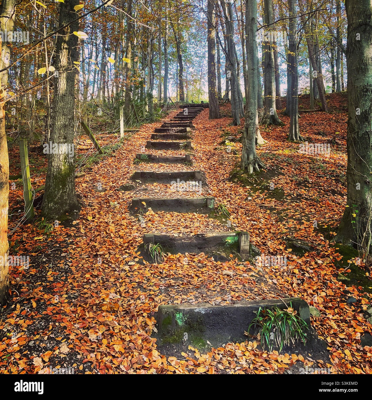 Woodland steps in the autumn Stock Photo - Alamy