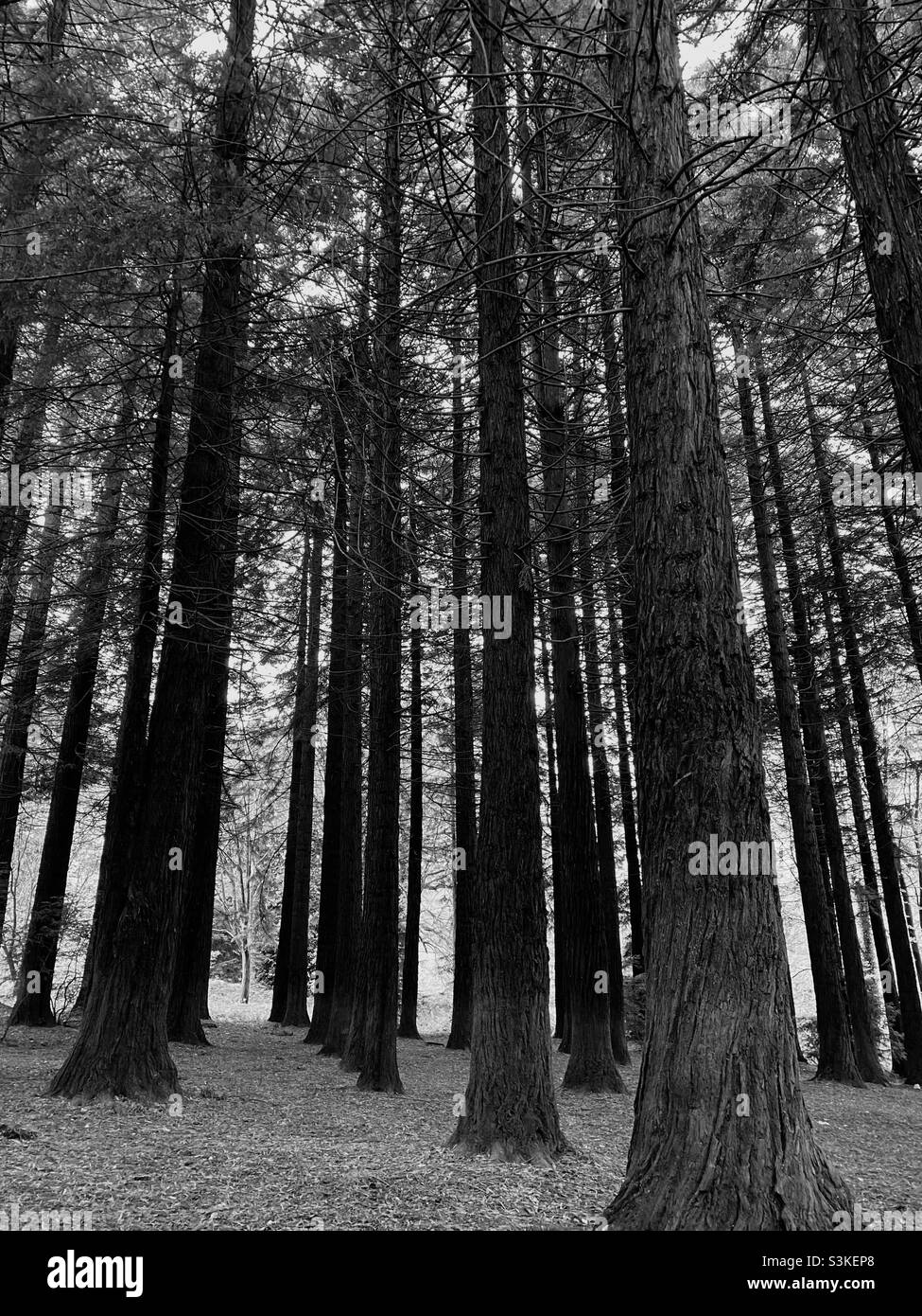 Tall forest Black and White Stock Photos & Images - Alamy