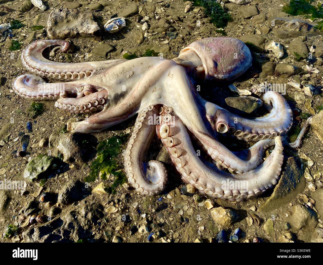 Octopus legged hi-res stock photography and images - Alamy