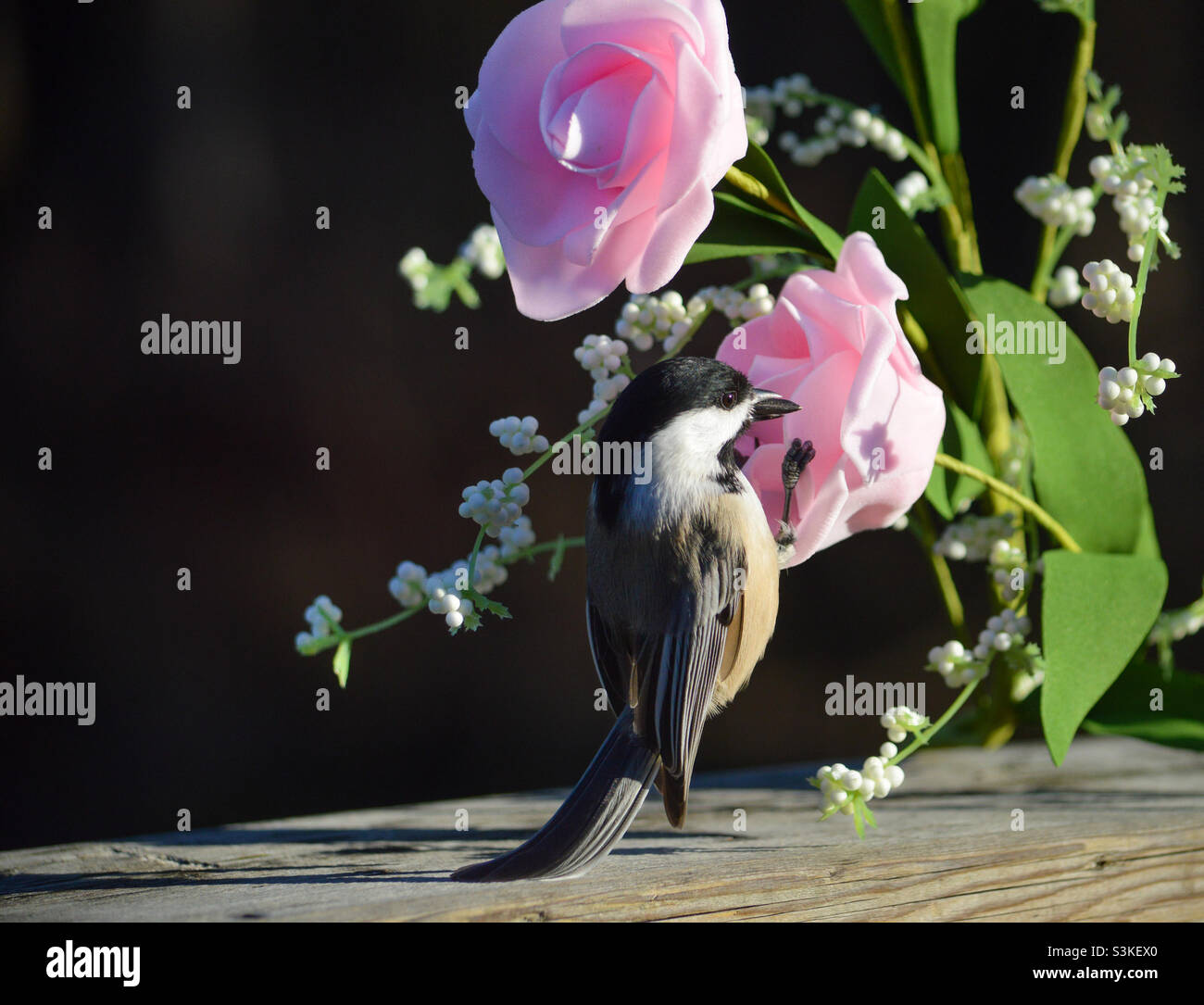 Bird chickadee flower hi-res stock photography and images - Alamy