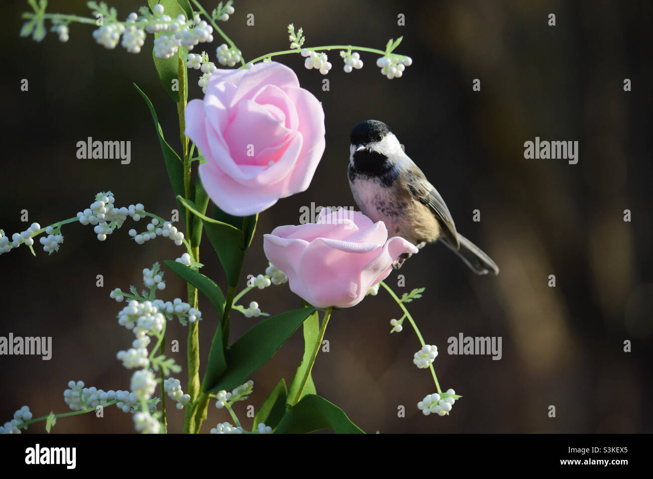 Bird chickadee flower hi-res stock photography and images - Alamy