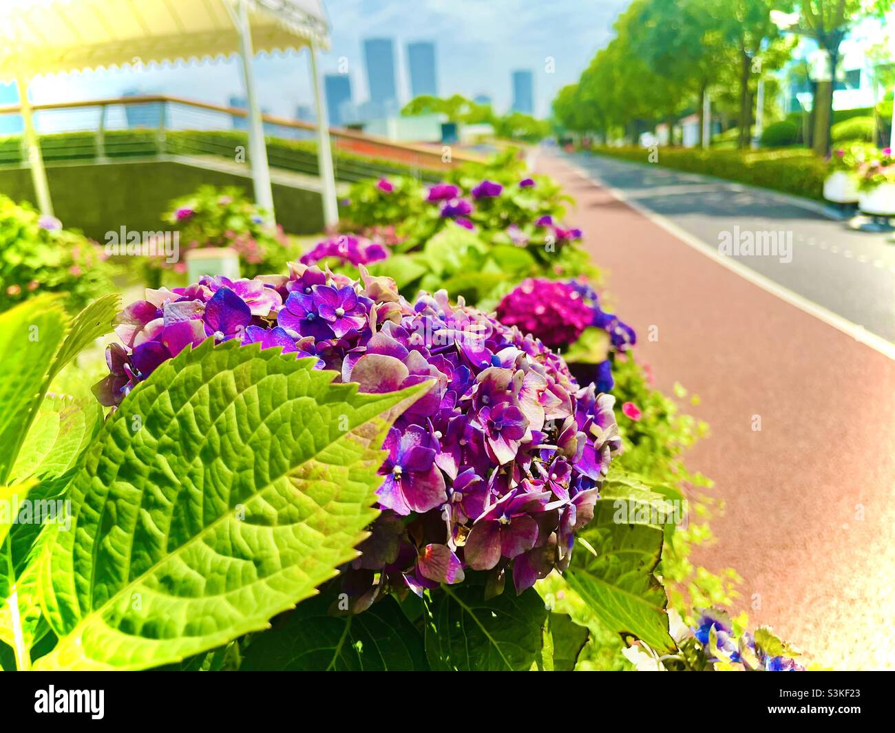 Fabulous flowers hi-res stock photography and images - Alamy