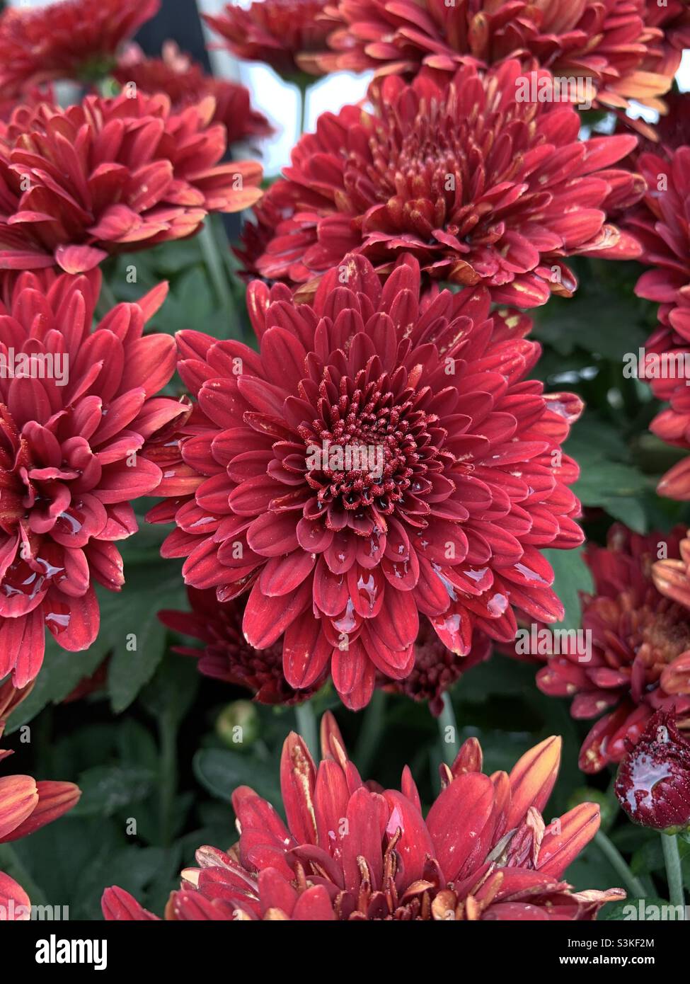 Alamy flower hi-res stock photography and images - Alamy