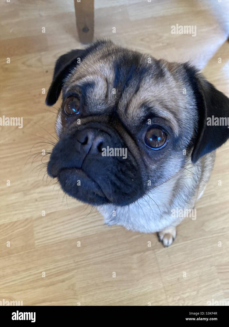 Pug nose hi-res stock photography and images - Alamy