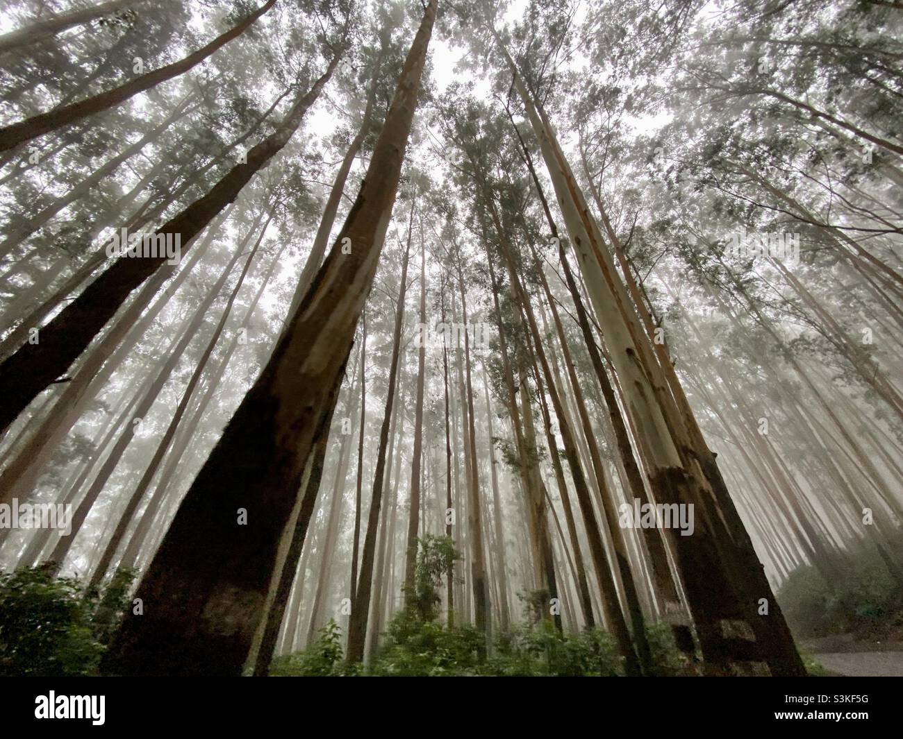 Massive eucalyptus trees in Nilgiri hills of ooty in Tamil Nadu India ...