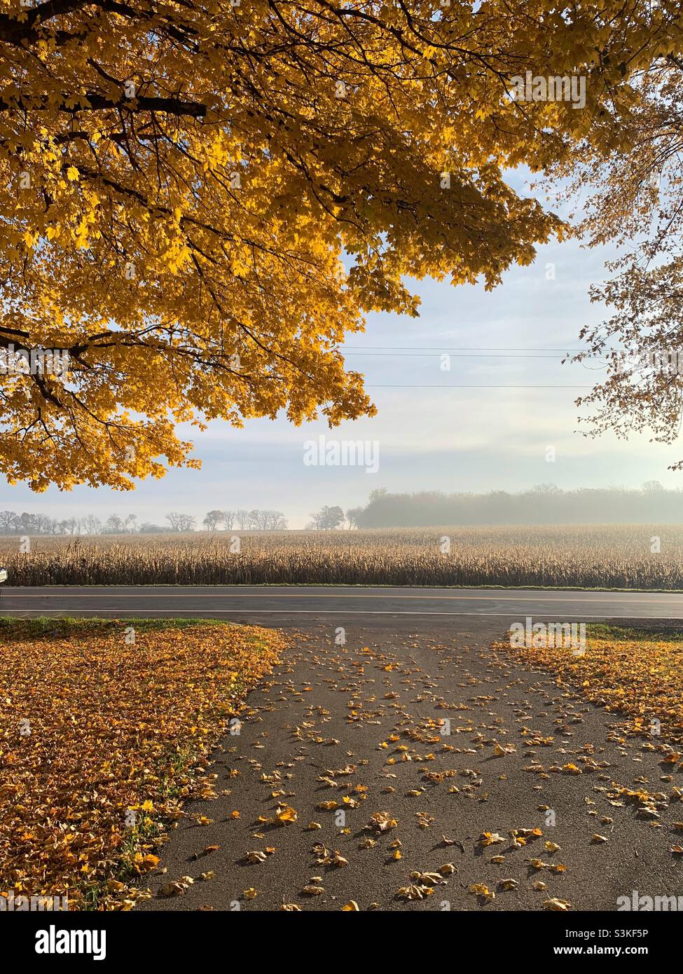 View of a foggy horizon line through the yellow maple tree leaves Stock ...