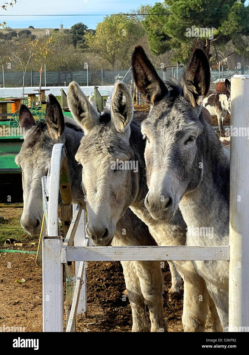 Burros and donkeys hi-res stock photography and images - Alamy