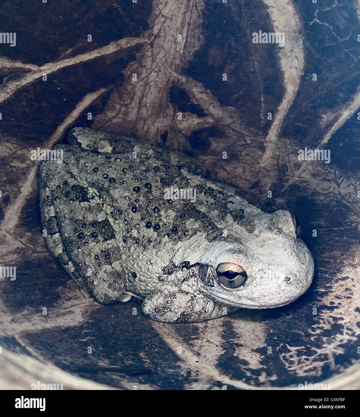 Inside coconut hi-res stock photography and images - Alamy
