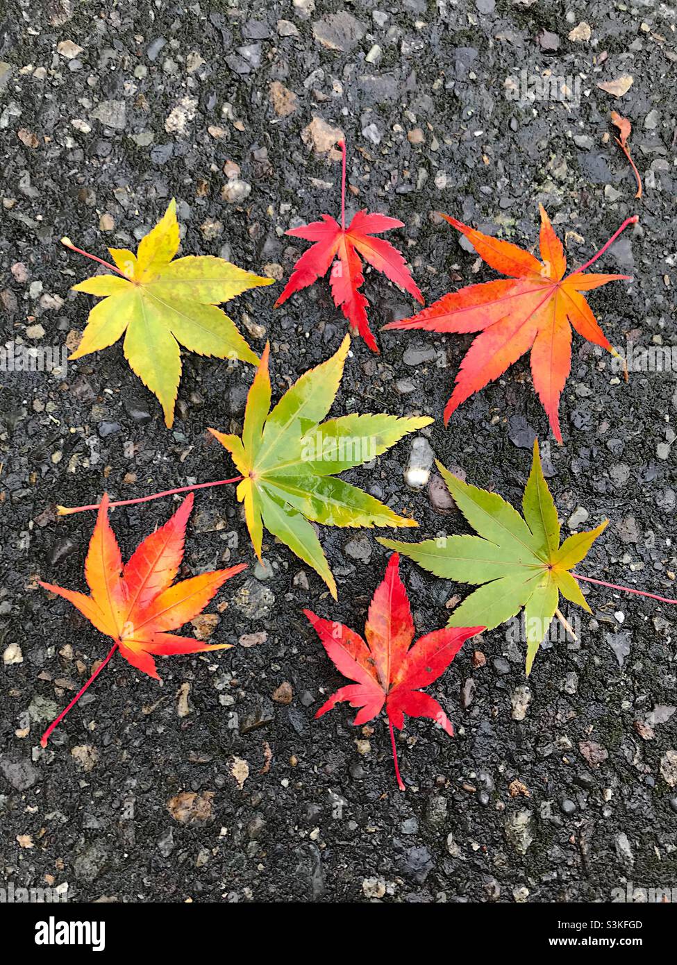 Laying maple tree hi-res stock photography and images - Alamy