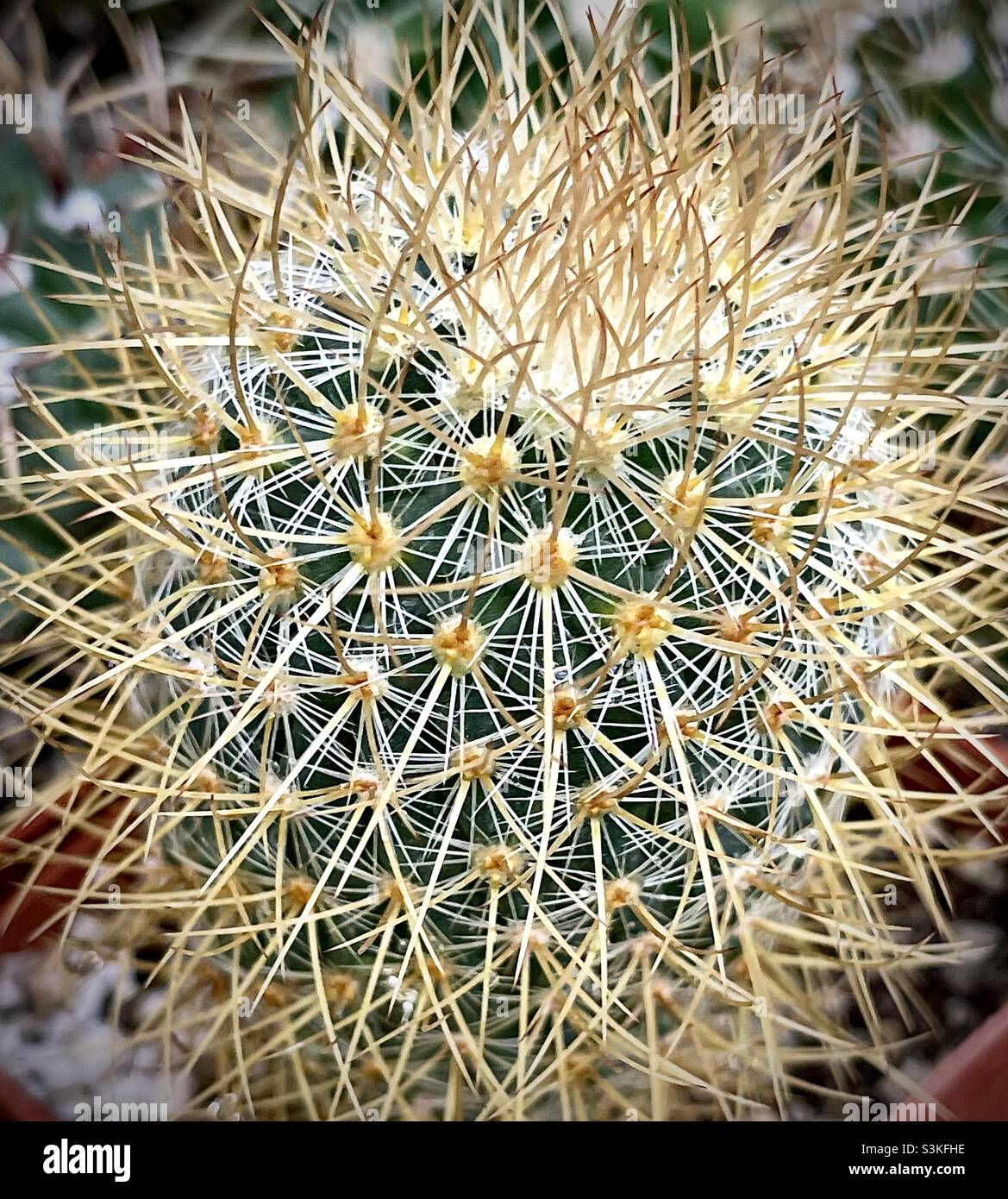 Mammillaria cactus hi-res stock photography and images - Alamy