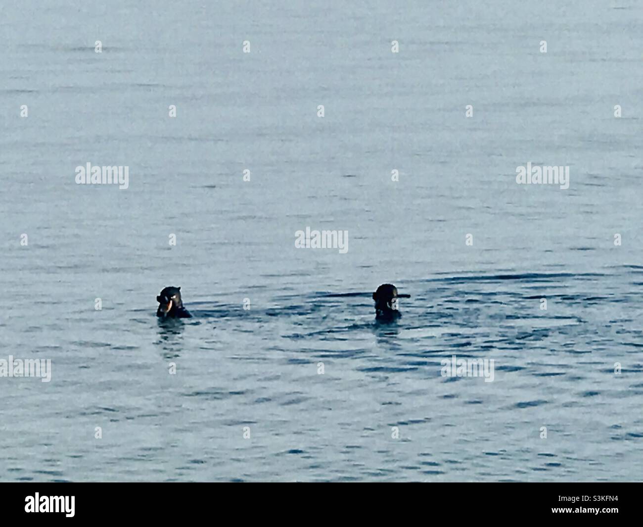 Divers diving in the Adriatic Sea near the Trstenik beach in Split ...