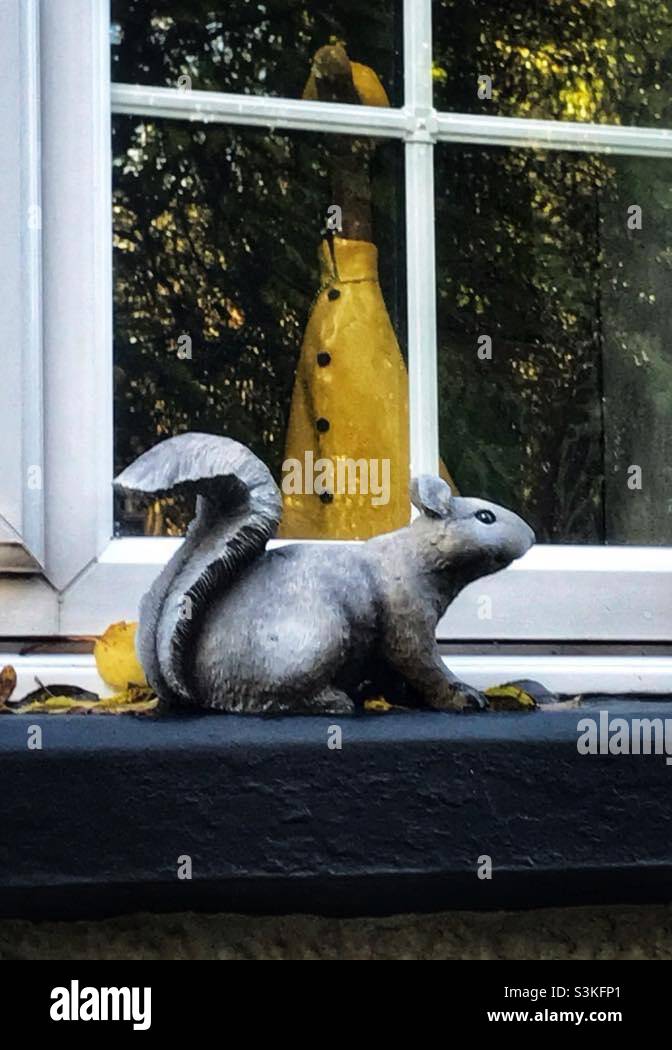 Squirrel window hi-res stock photography and images - Alamy