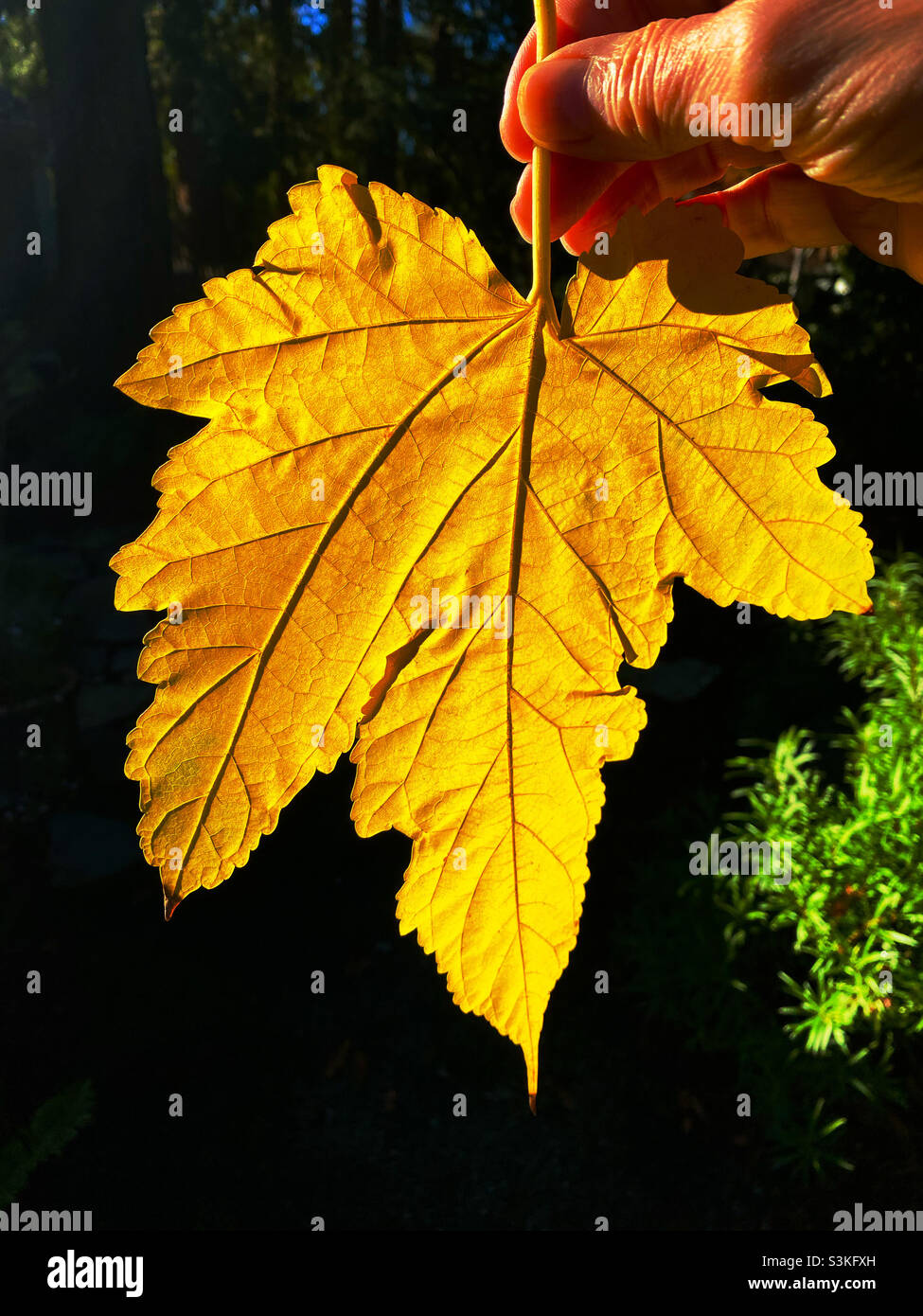 Large yellow maple leaf, backlit Stock Photo - Alamy