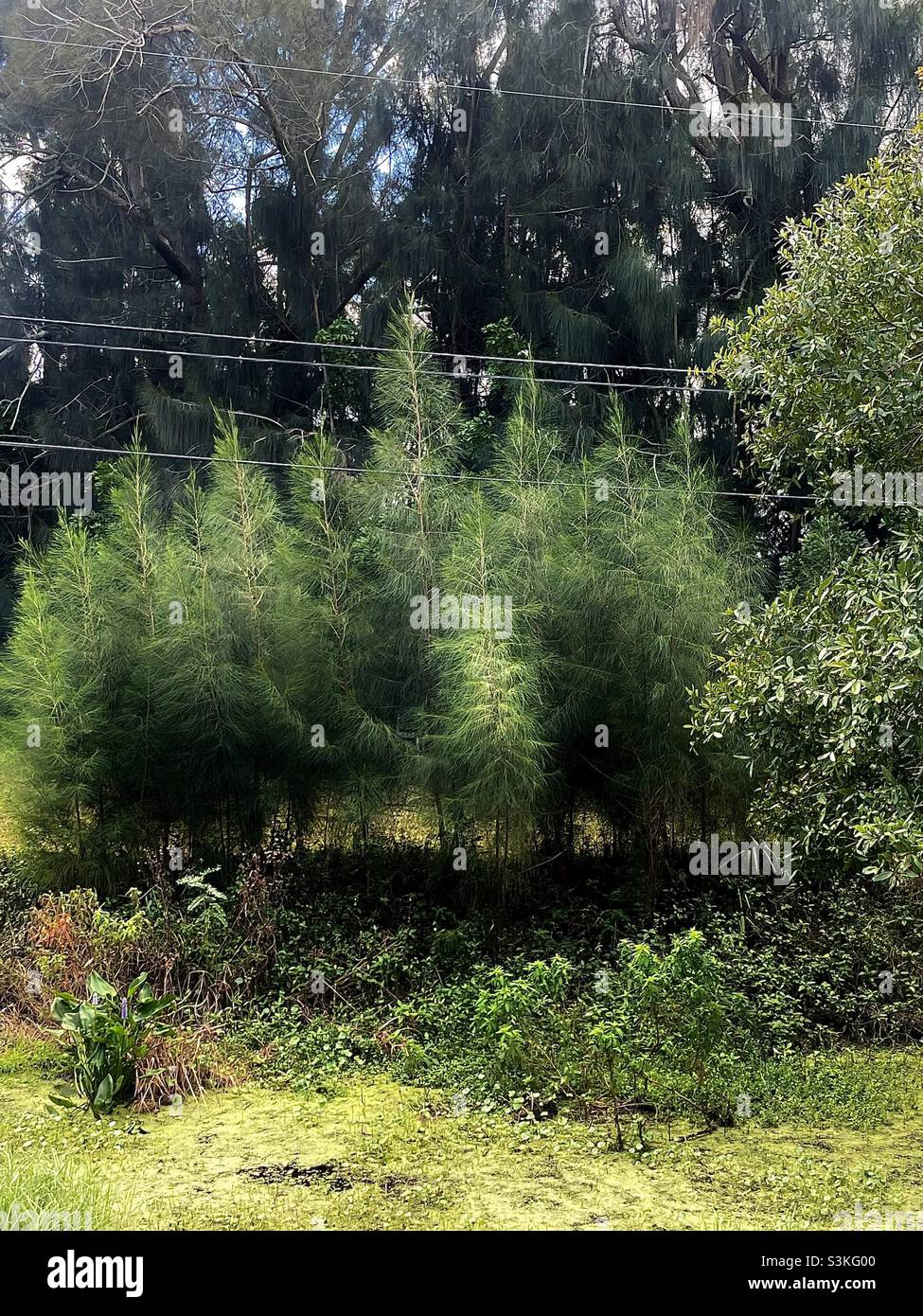 Trees and beauty hi-res stock photography and images - Alamy