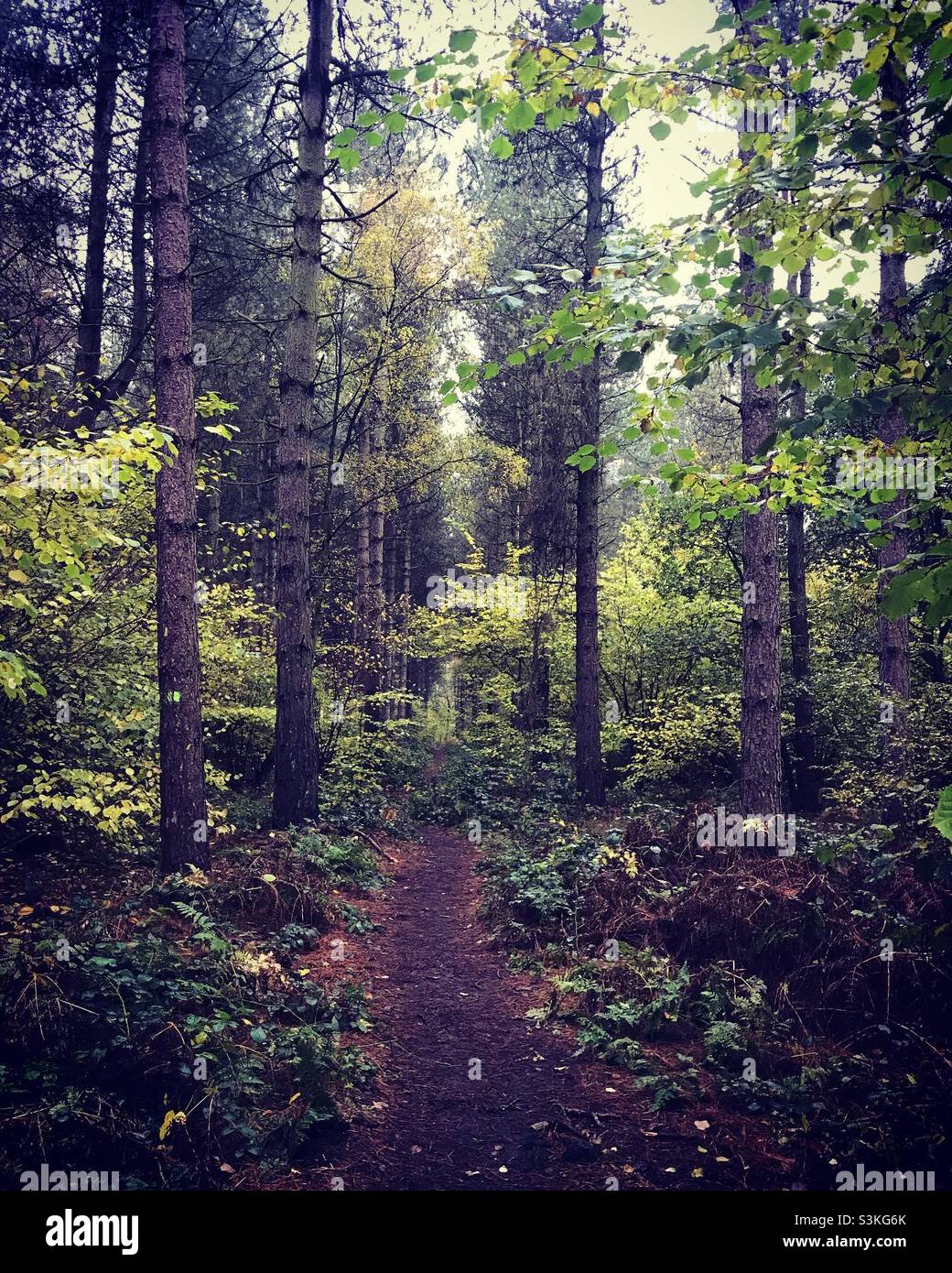 Walk through the woods Stock Photo - Alamy