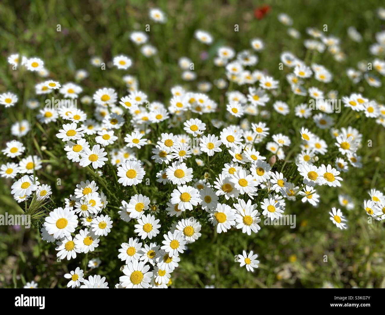 Daisy field hi-res stock photography and images - Alamy