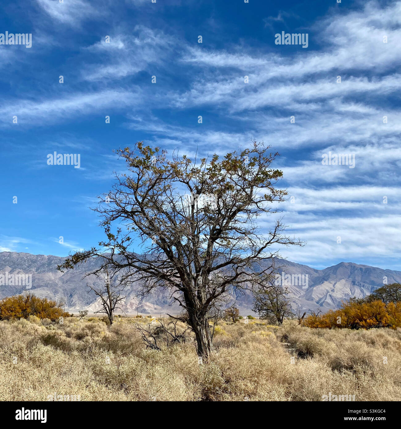 Fall in desert hi-res stock photography and images - Alamy
