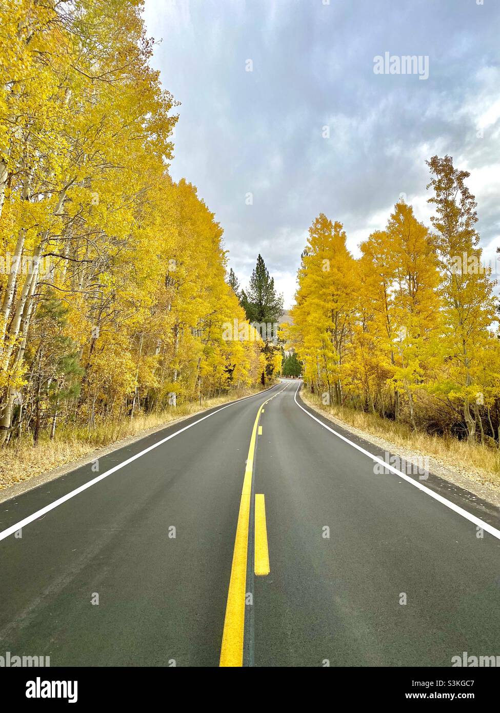 Fall tree lined road hi-res stock photography and images - Alamy