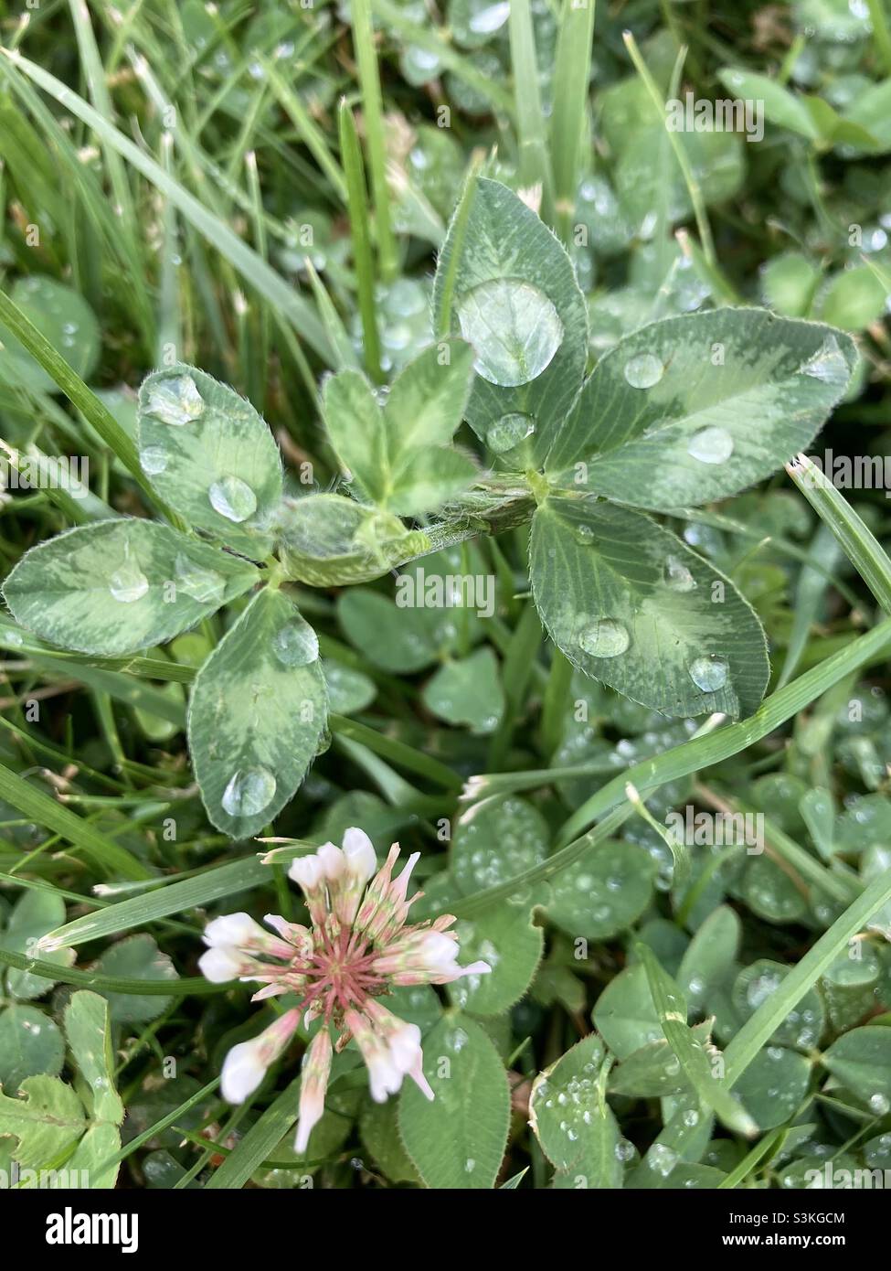 Wallpaper plant hi-res stock photography and images - Alamy