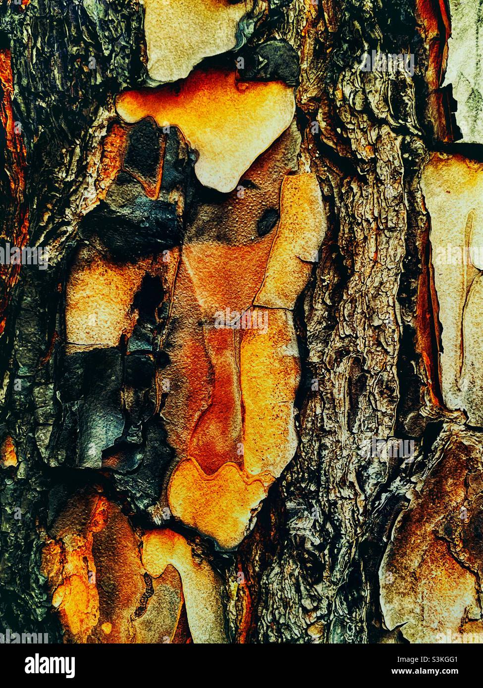 Burnt tree bark hi-res stock photography and images - Alamy