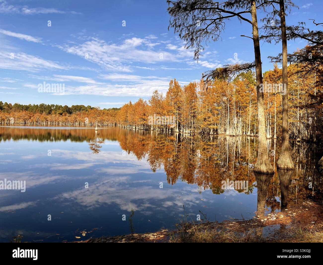 Autumn colored cypress trees in Parrish Pond at George L Smith State ...