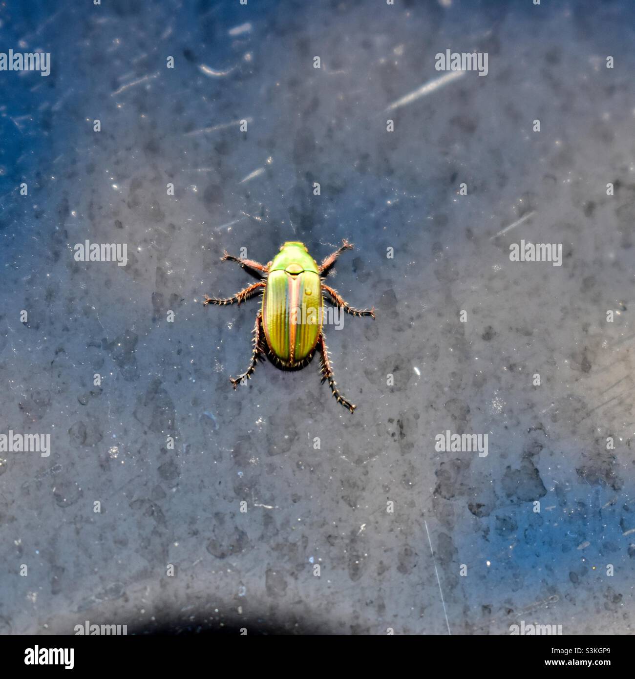Beetle on a window Stock Photo - Alamy