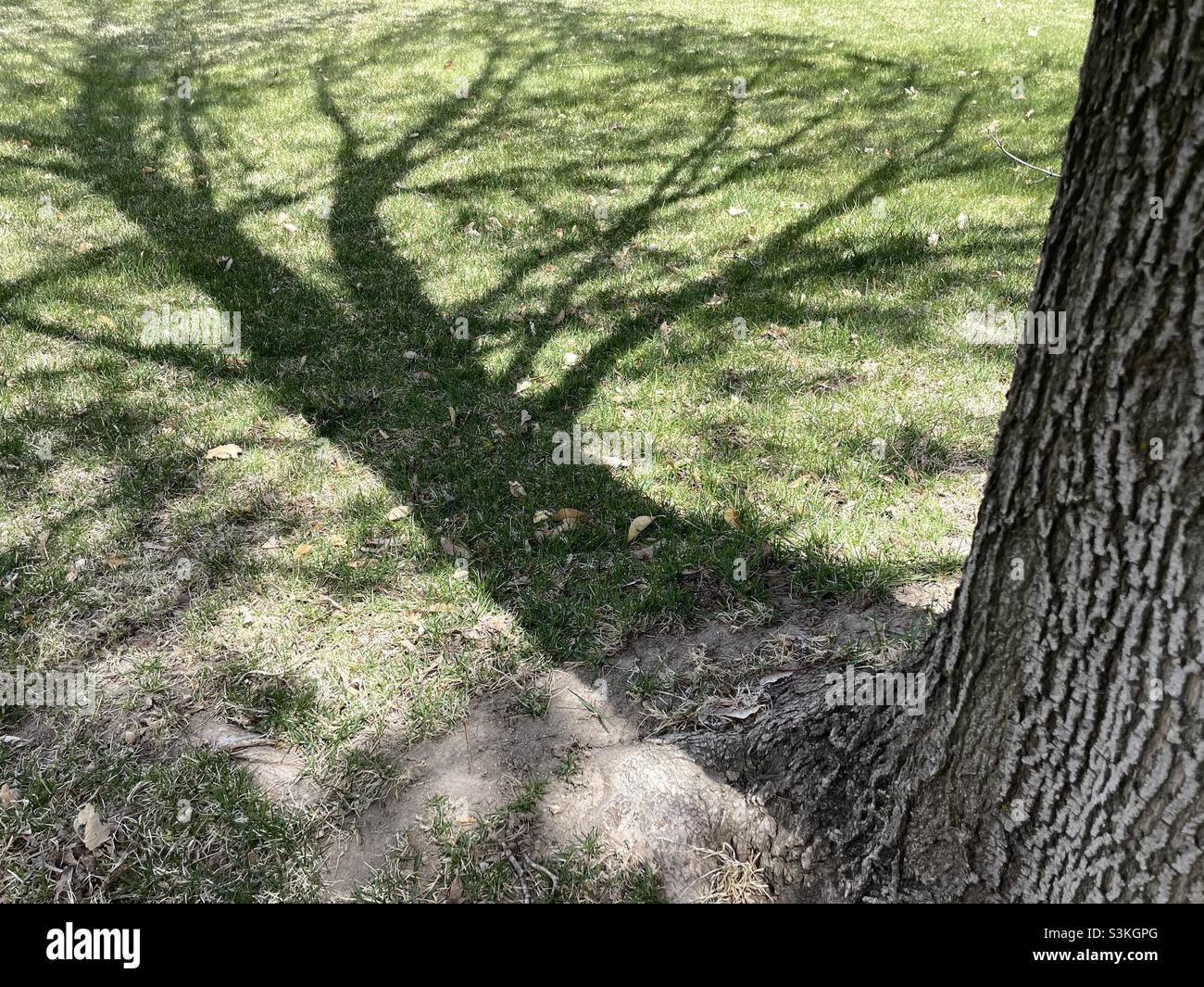Casting tree hi-res stock photography and images - Alamy