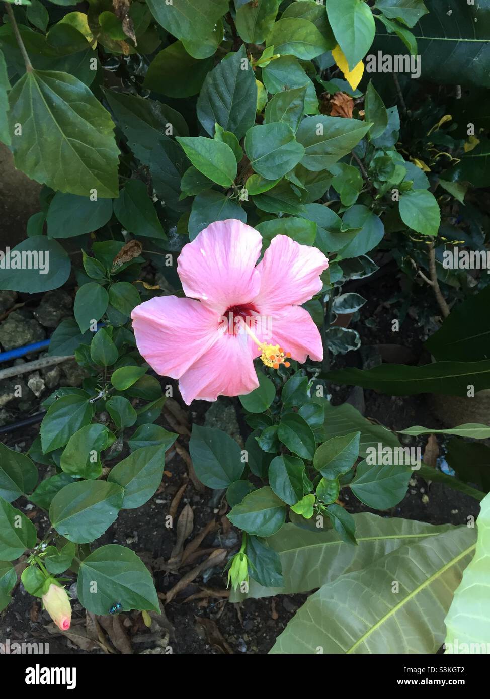 Gumamela flower hi-res stock photography and images - Alamy