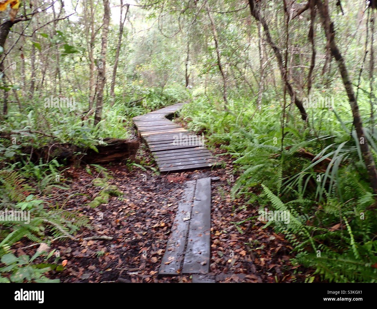 Forrest forrest forrest forrest river hi-res stock photography and ...