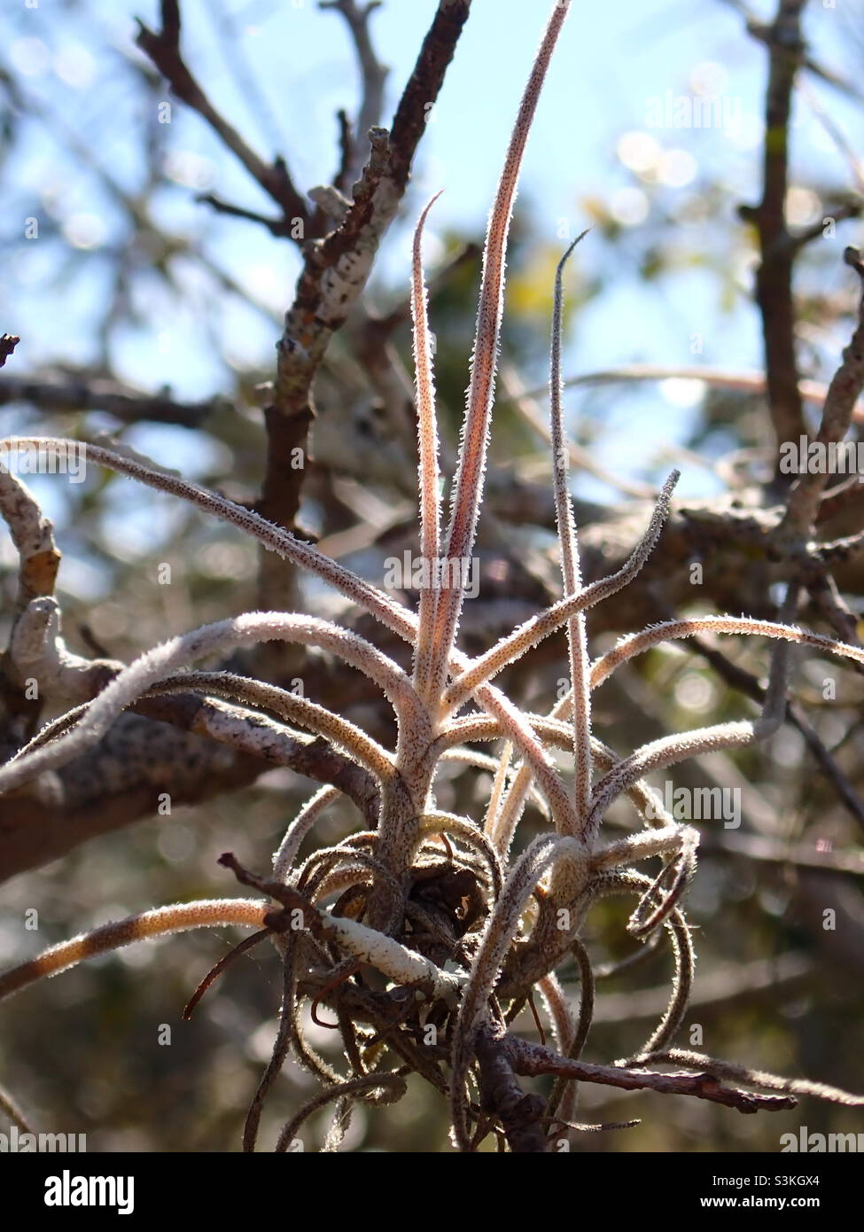 Native moss hi-res stock photography and images - Alamy