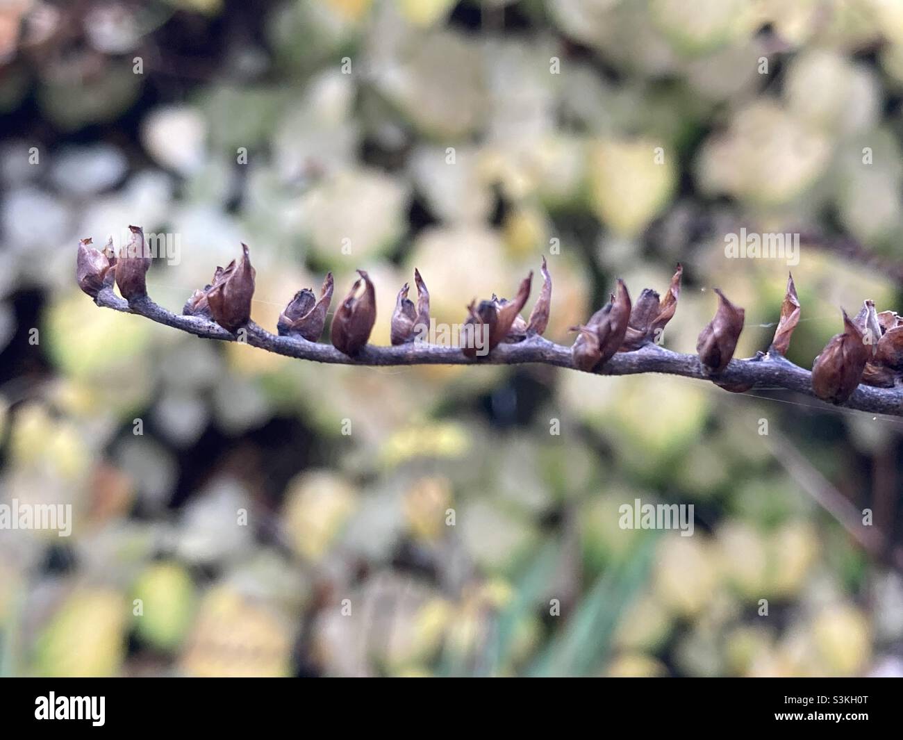 Brown twig hi-res stock photography and images - Alamy
