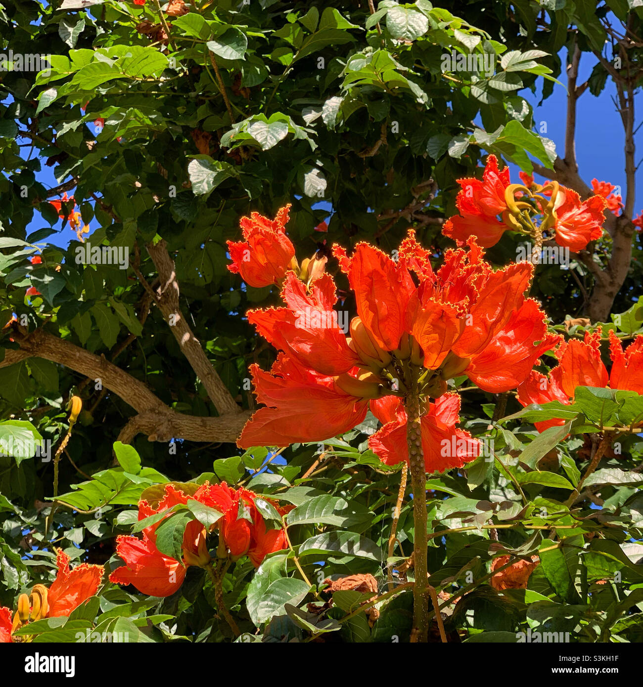 Carlsbad california flowers smartphone stock photos and images - Alamy