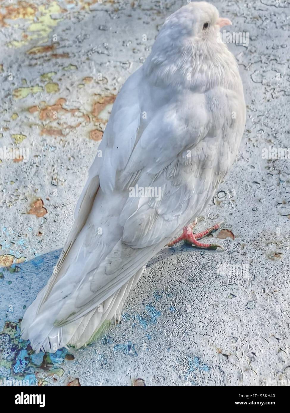 White dove birds hi-res stock photography and images - Alamy