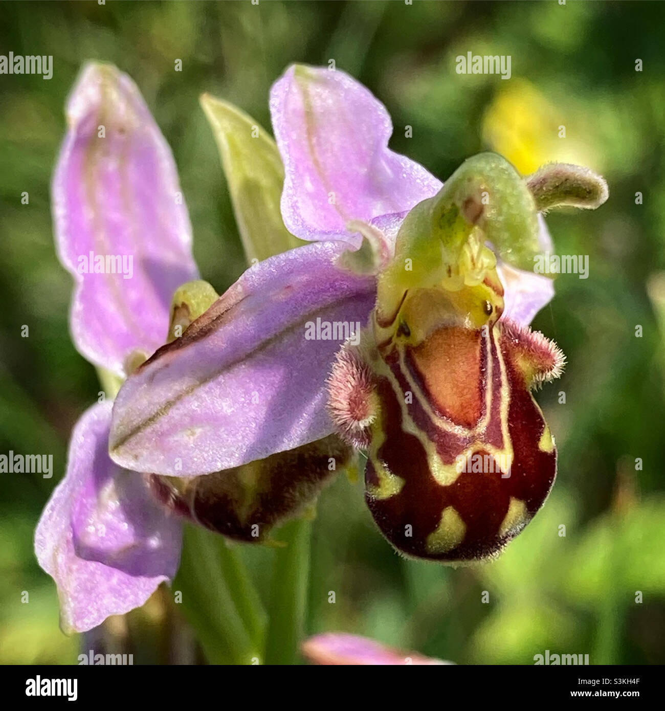 Bee orchid european hi-res stock photography and images - Alamy