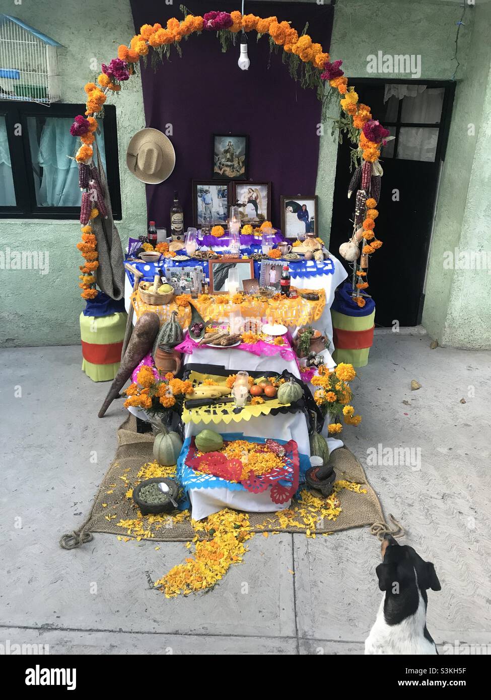 A dog watches at an altar during All Saints day, known also as Day of ...