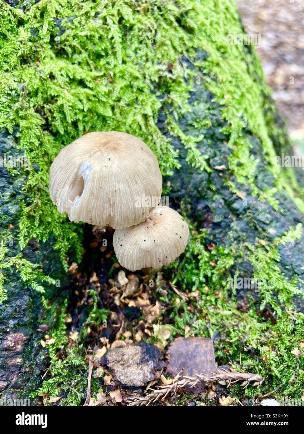 Wild mushrooms growing Stock Photo - Alamy
