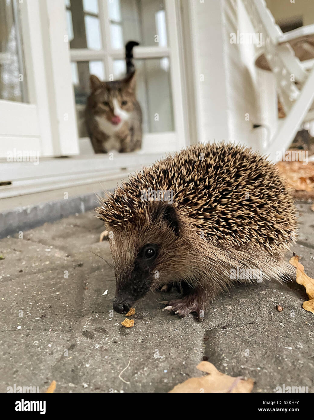 Cat hedgehog hi-res stock photography and images - Alamy