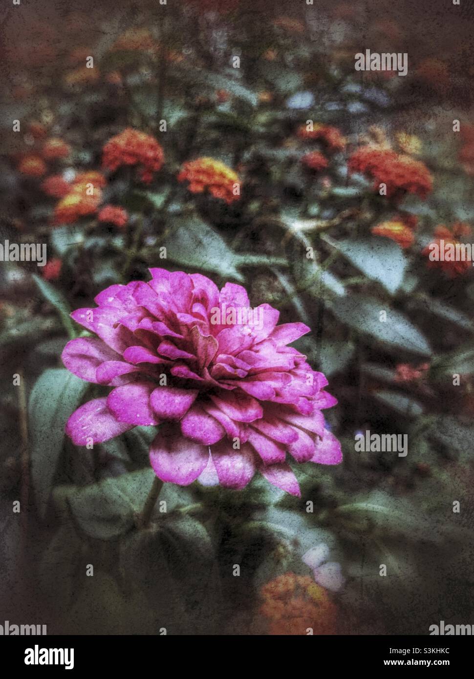 September flowers hi-res stock photography and images - Alamy