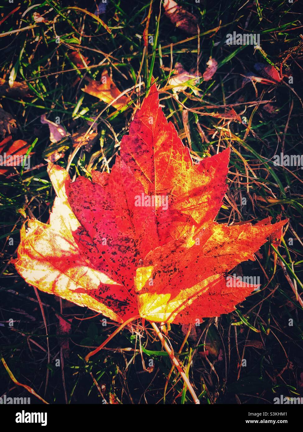 Autumn fall season leaves hi-res stock photography and images - Alamy