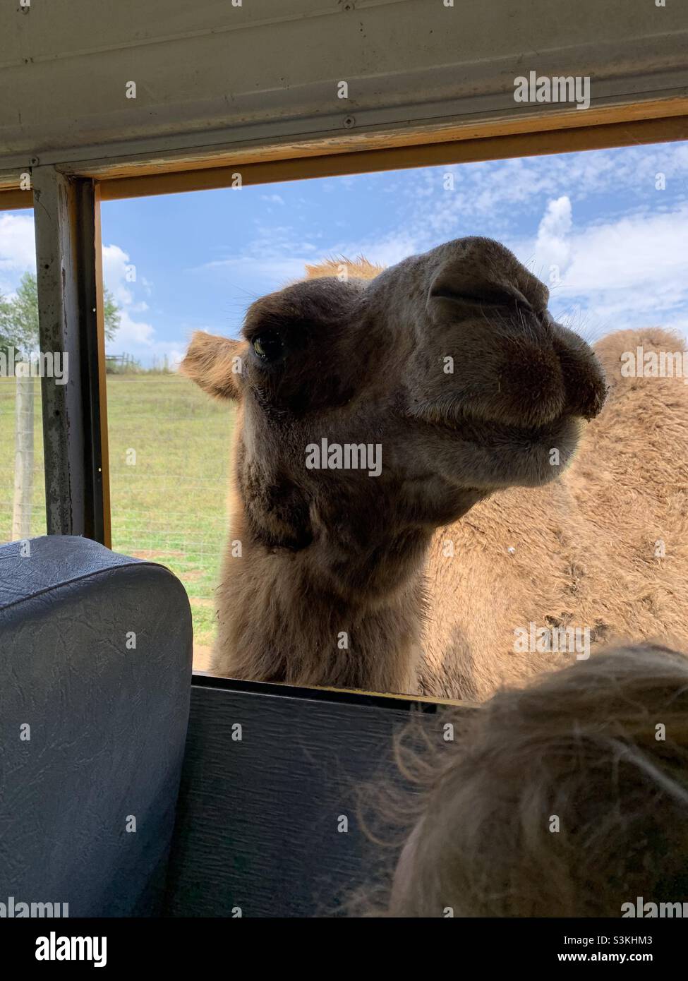 Drive they safari hi-res stock photography and images - Alamy