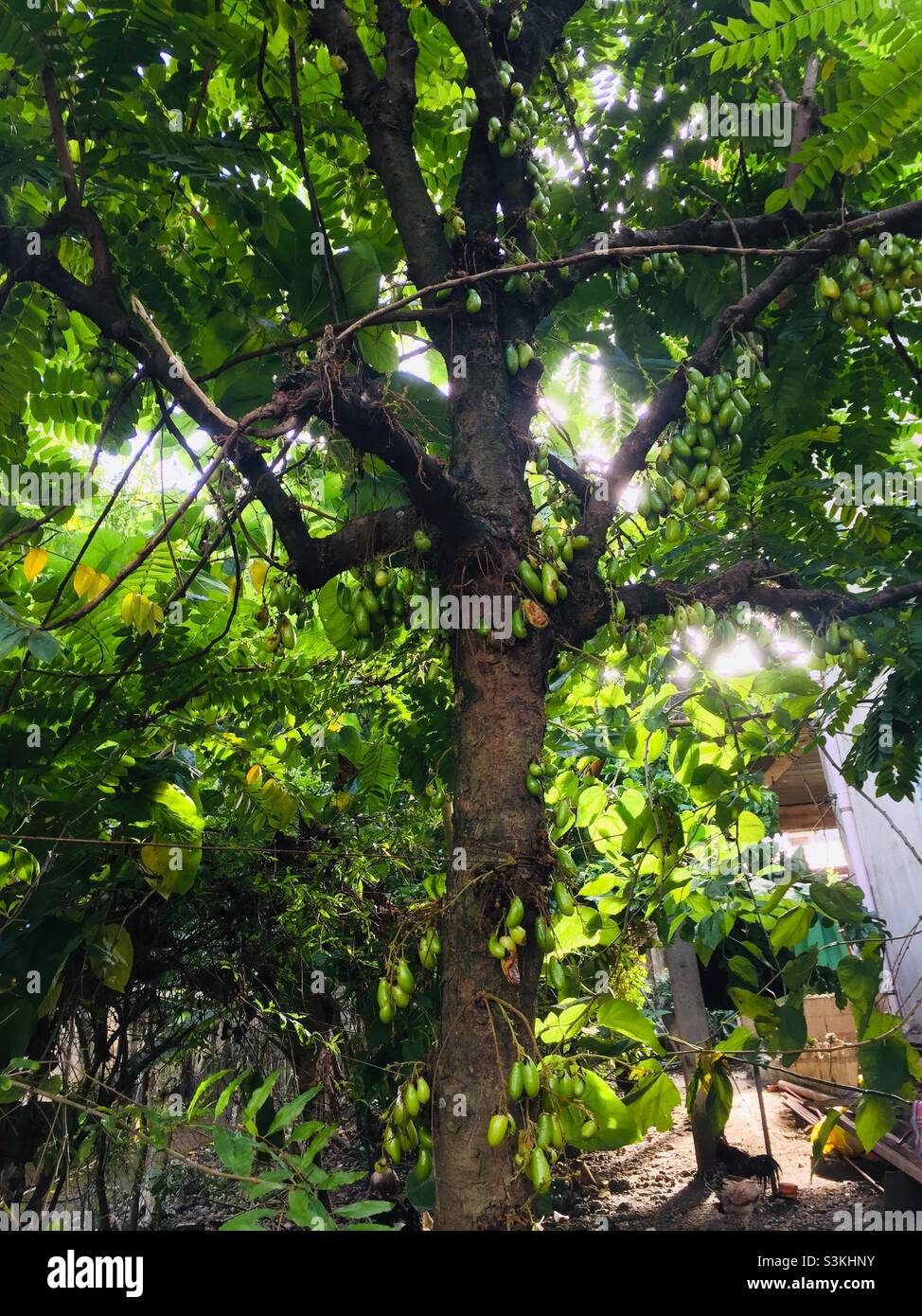 Cucumber tree hi-res stock photography and images - Alamy
