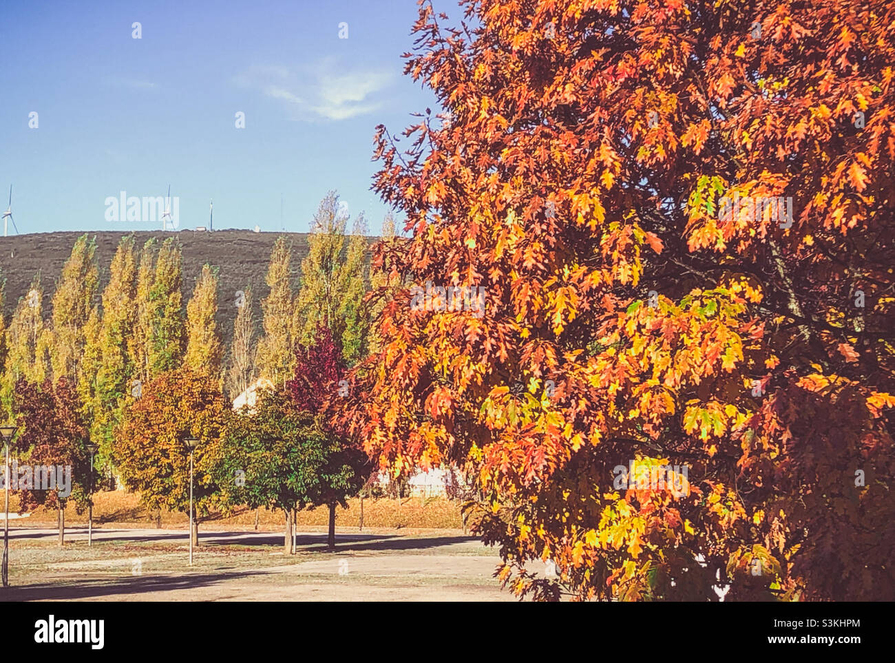 Trees in autumnal colours Stock Photo - Alamy