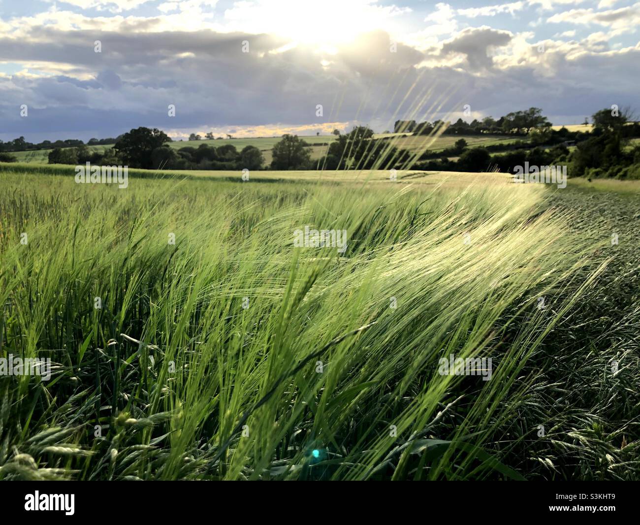 Cornfields and blue hi-res stock photography and images - Alamy