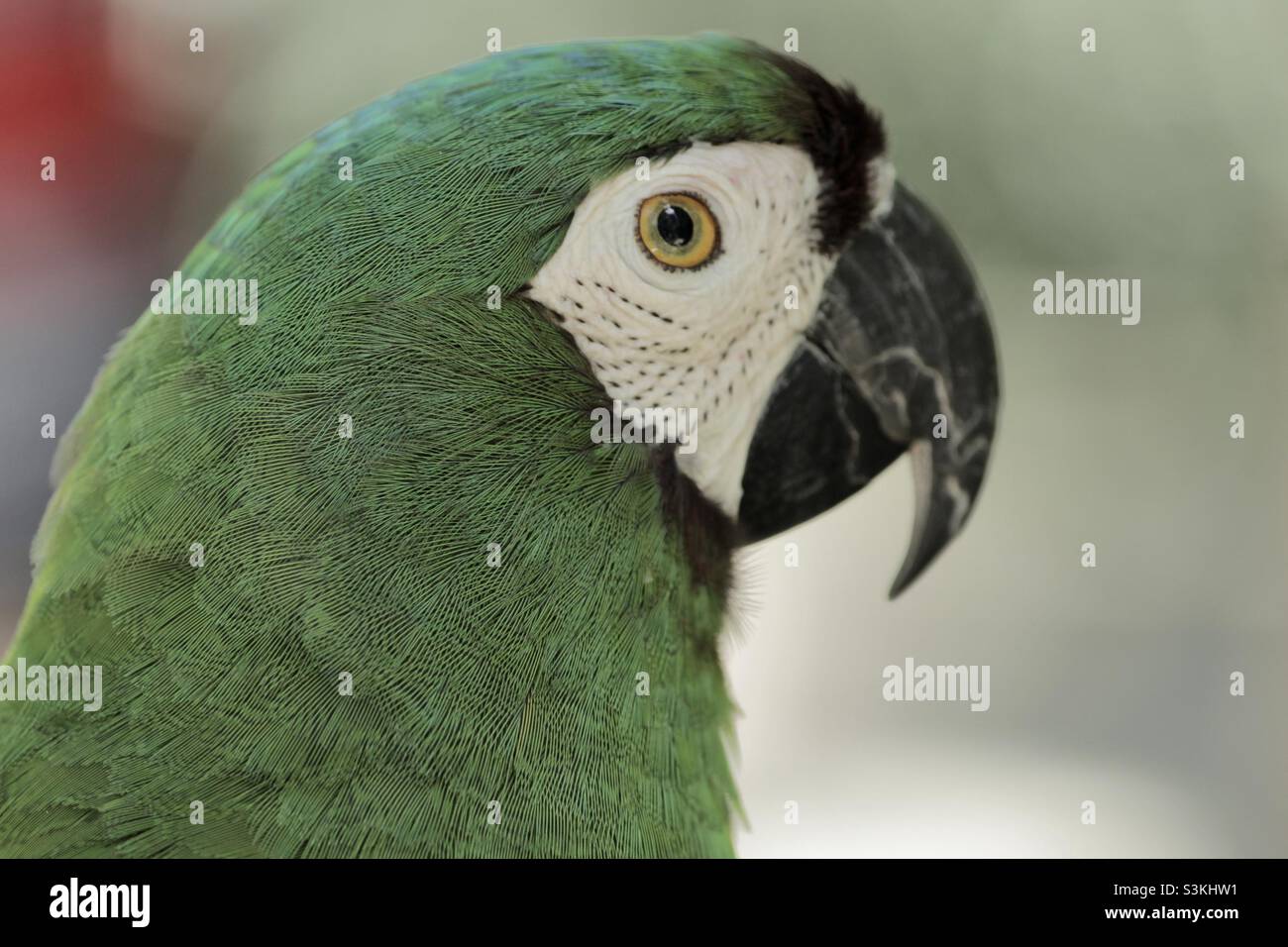 Neotropical parrots hi-res stock photography and images - Alamy