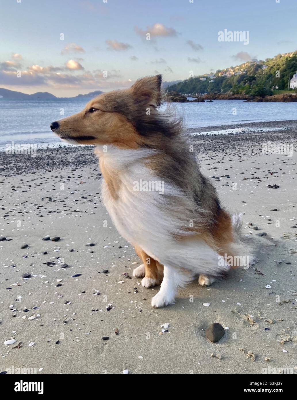 Dog in the wind hi-res stock photography and images - Alamy