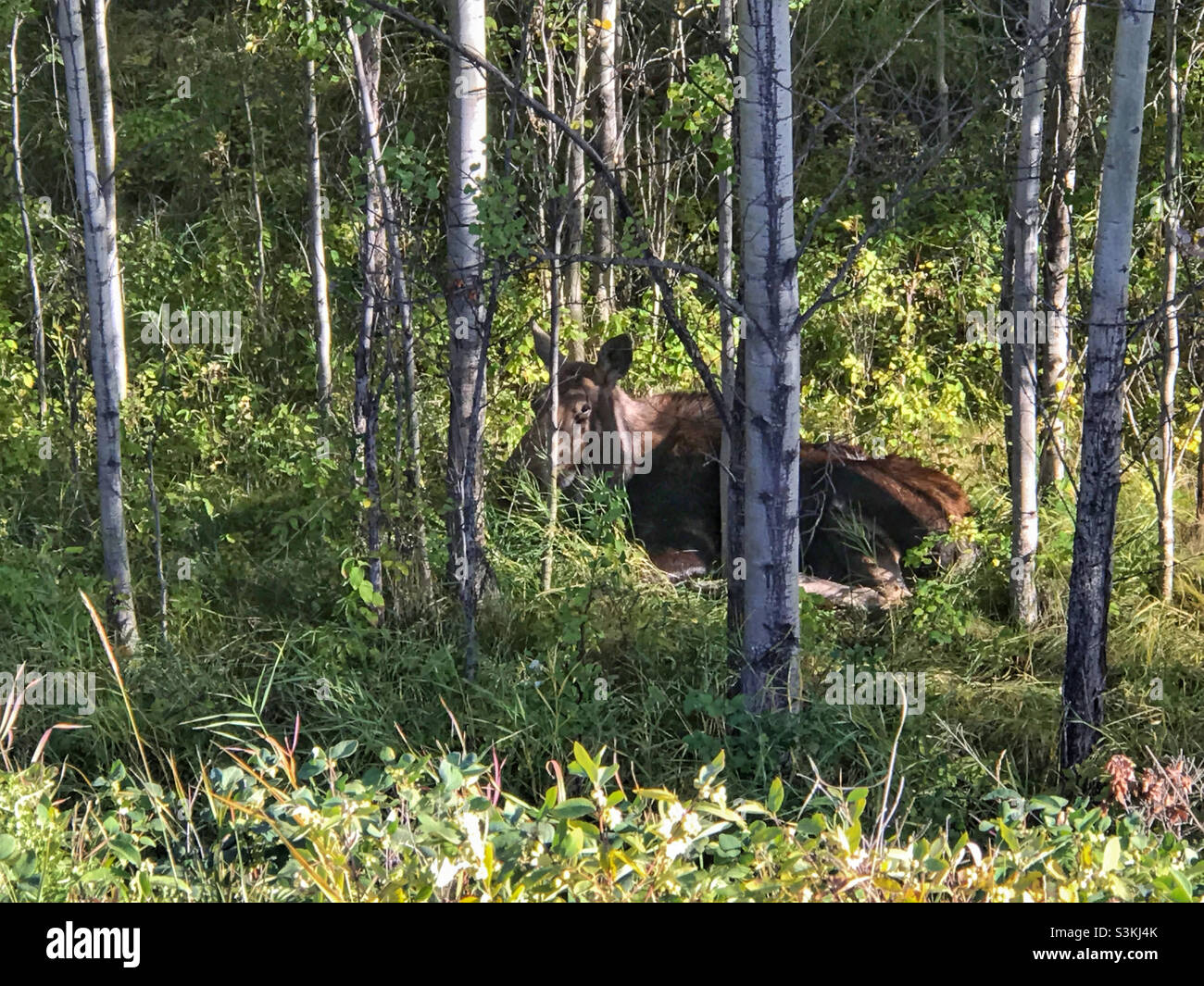 Moose lying down hi-res stock photography and images - Alamy
