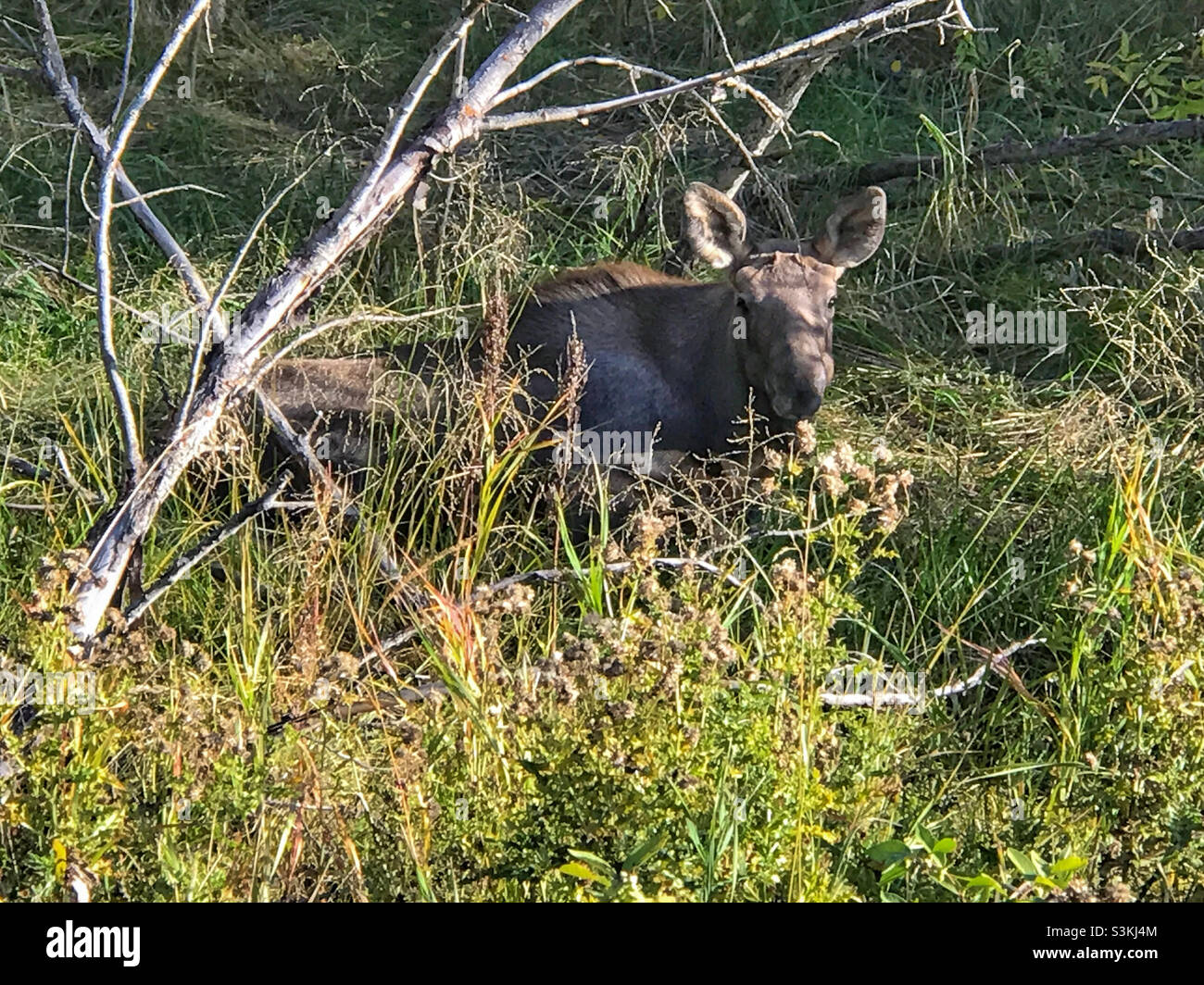 Moose lying down hi-res stock photography and images - Alamy